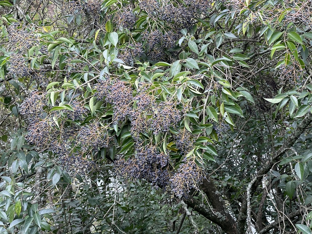 tree privet from Bryce Lane, Hamilton, Waikato, NZ on June 9, 2021 at ...