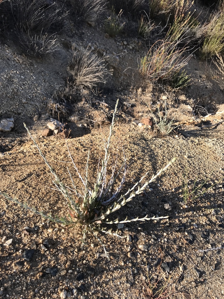 California Aster from Puerta La Cruz Rd, Warner Springs, CA, US on June ...