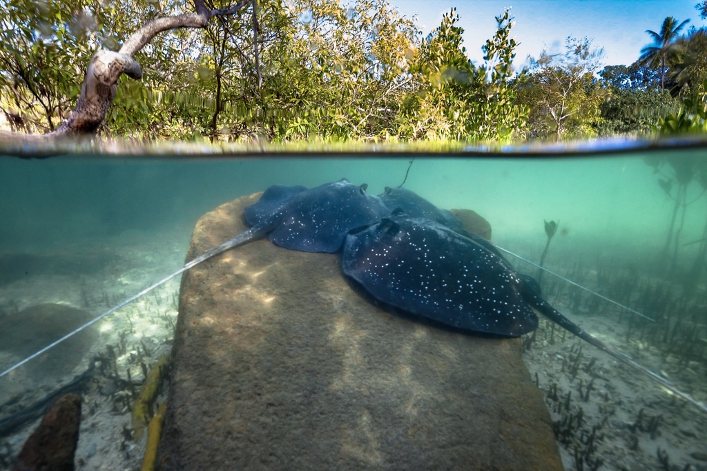 Mangrove Whipray (Urogymnus granulatus) - Marine Life Identification