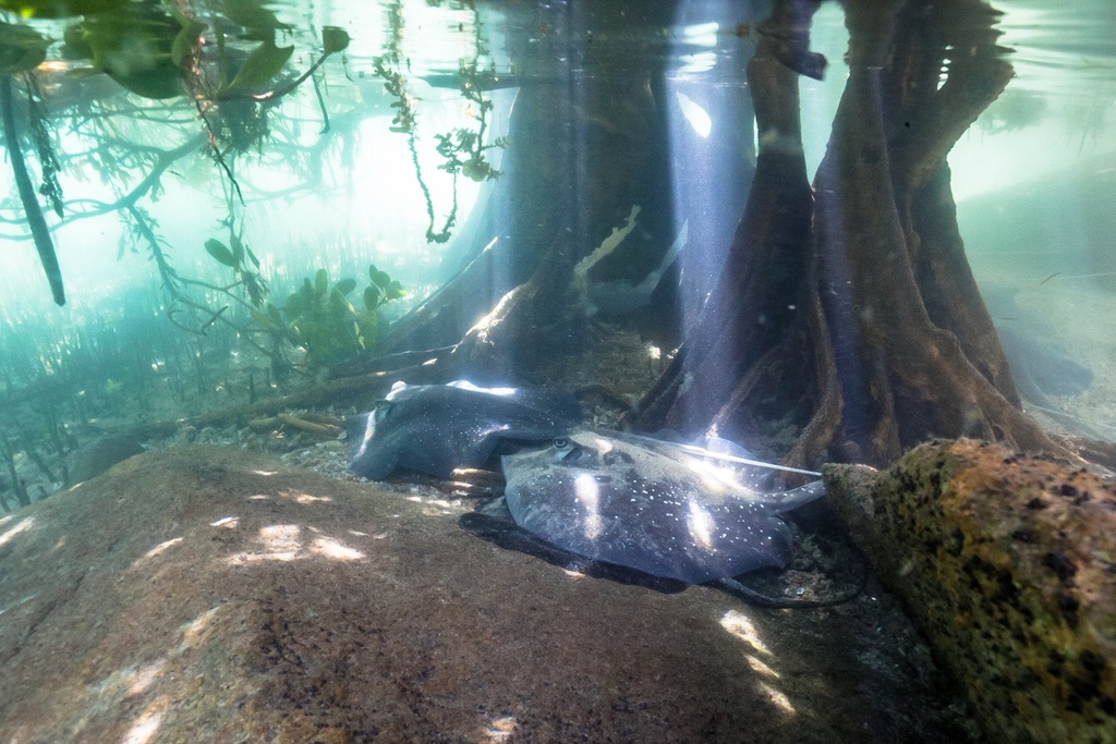 Mangrove Whipray (Urogymnus granulatus) - Marine Life Identification