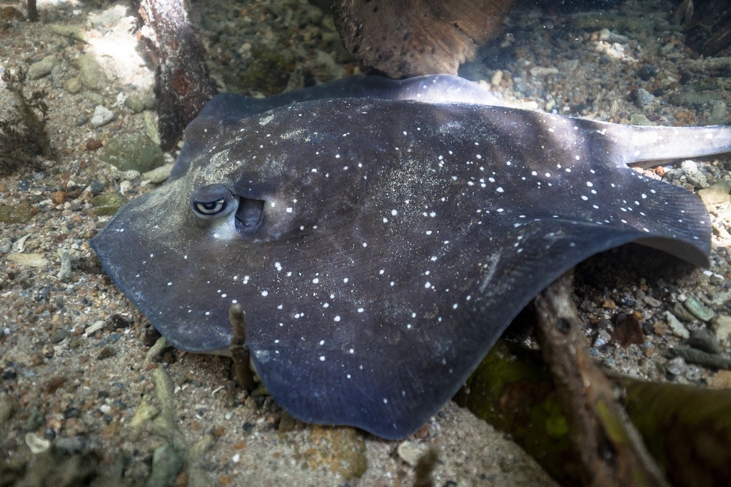 Mangrove Whipray (Urogymnus granulatus) - Marine Life Identification