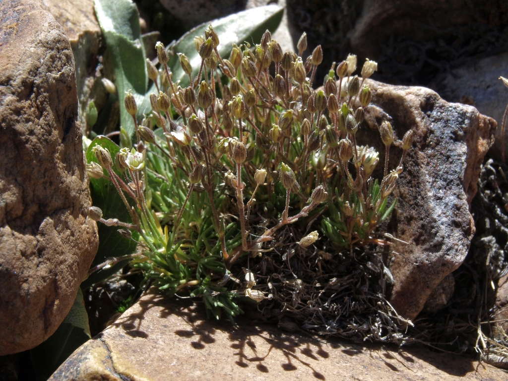 Beautiful Sandwort (Alpine Flora of the Southern Rocky Mountains ...