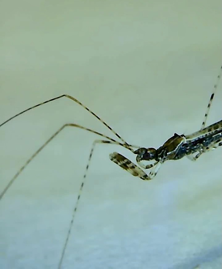Thread-legged Bugs in June 2021 by rmchubaty · iNaturalist