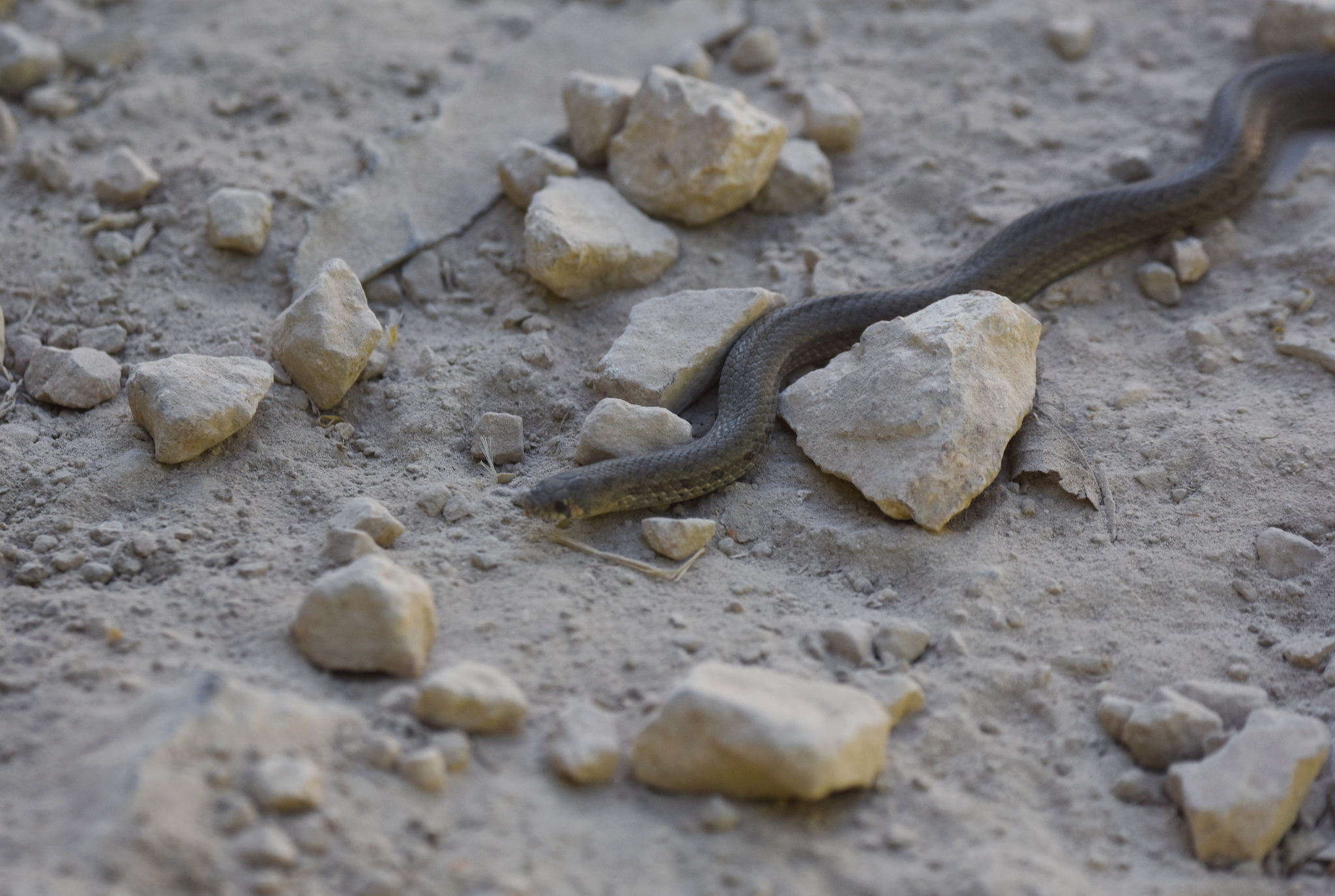 Conopsis biserialis (Taylor & Smith, 1942)