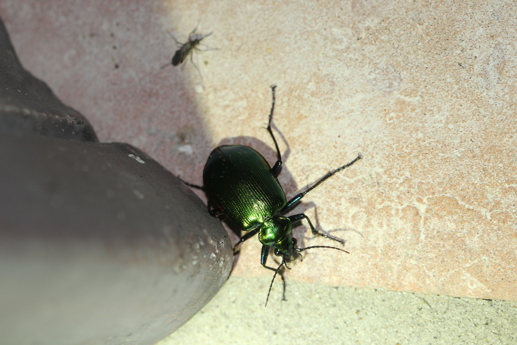 Calosoma aurocinctum from South Side, Corpus Christi, TX, USA on June ...