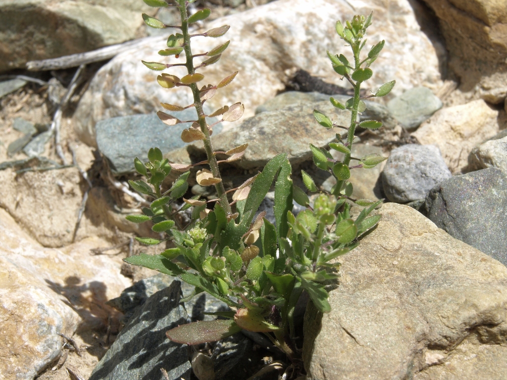 desert peppercress (Native Plant Guide for Dana Point Headlands ...