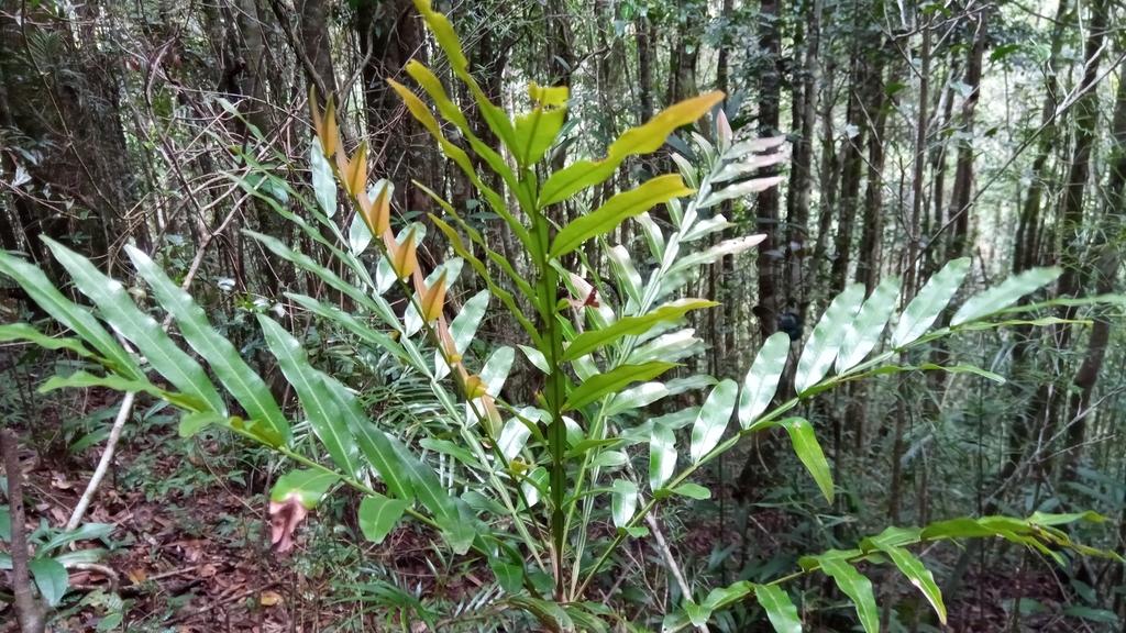 fern tree (Filicium decipiens) - Botanical Realm