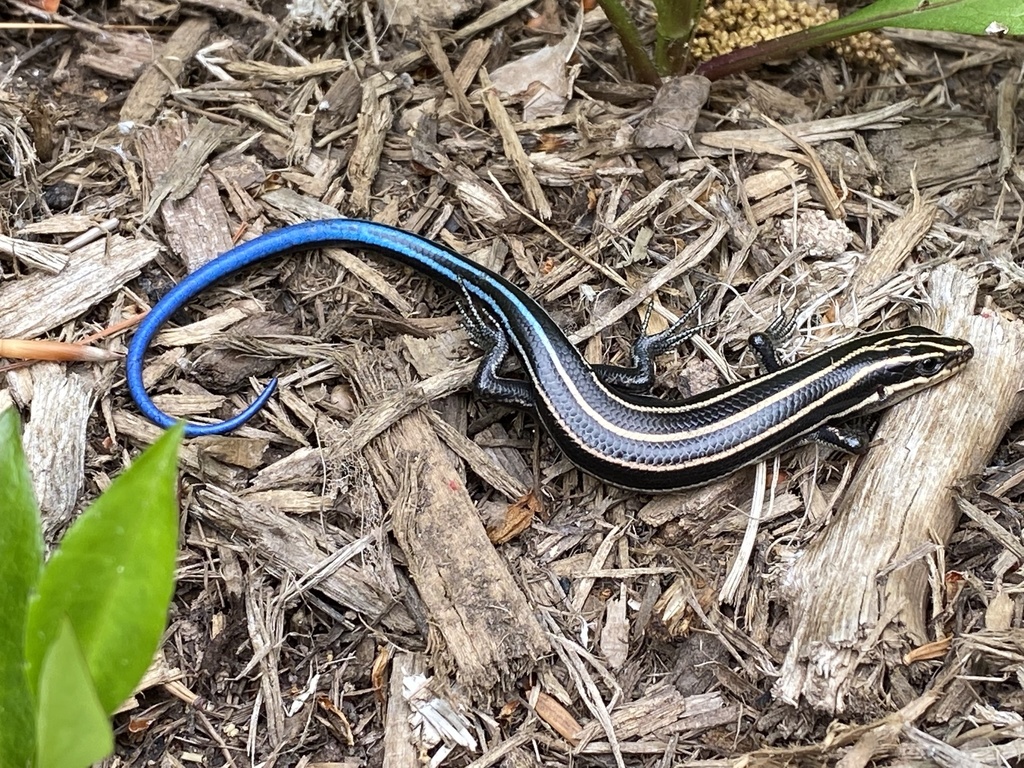 Common Five-lined Skink from Gulf Branch Nature Center & Park ...