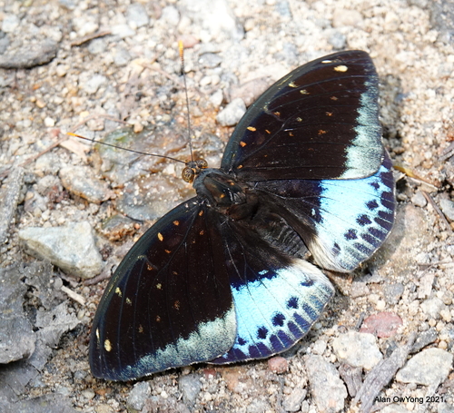 Subespecies Lexias pardalis dirteana · Naturalista Costa Rica