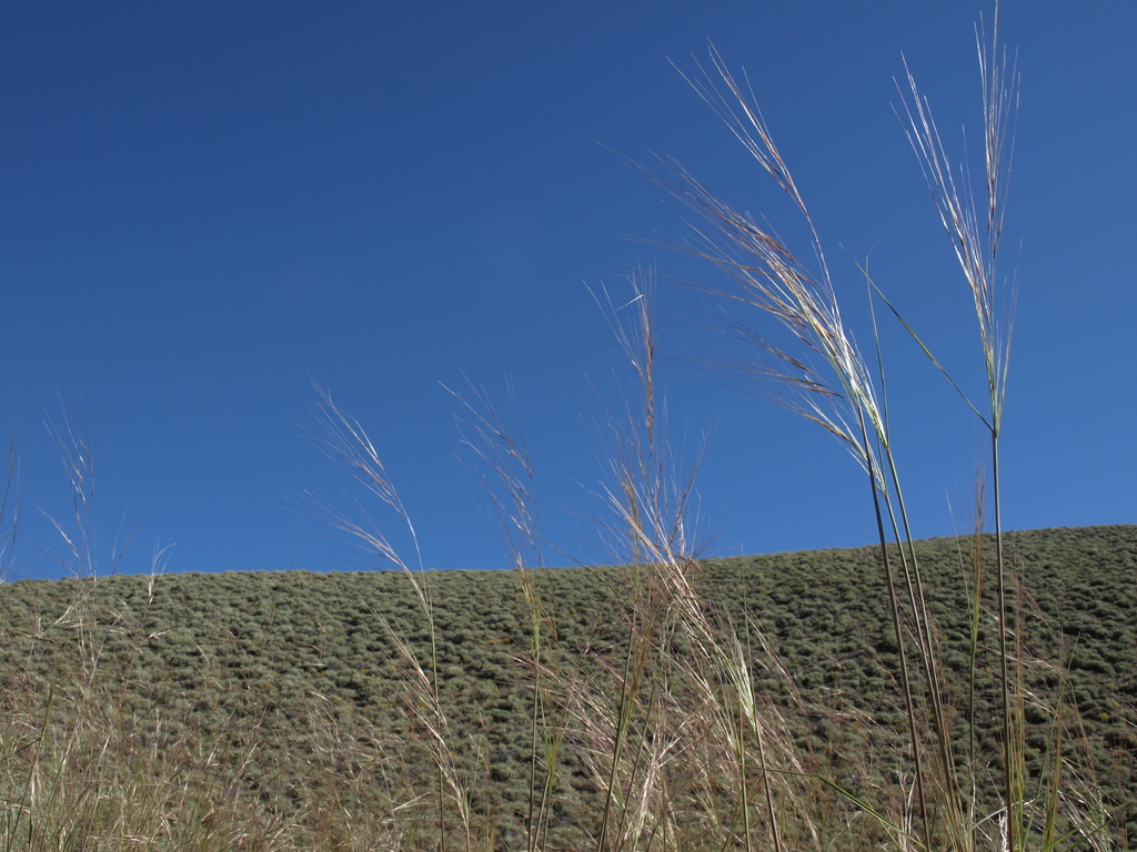 Needle-and-thread Grass (Hesperostipa comata comata) - Botanical Realm