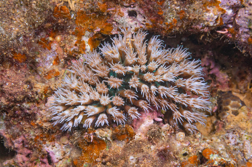 Galaxea longisepta · iNaturalist Ecuador