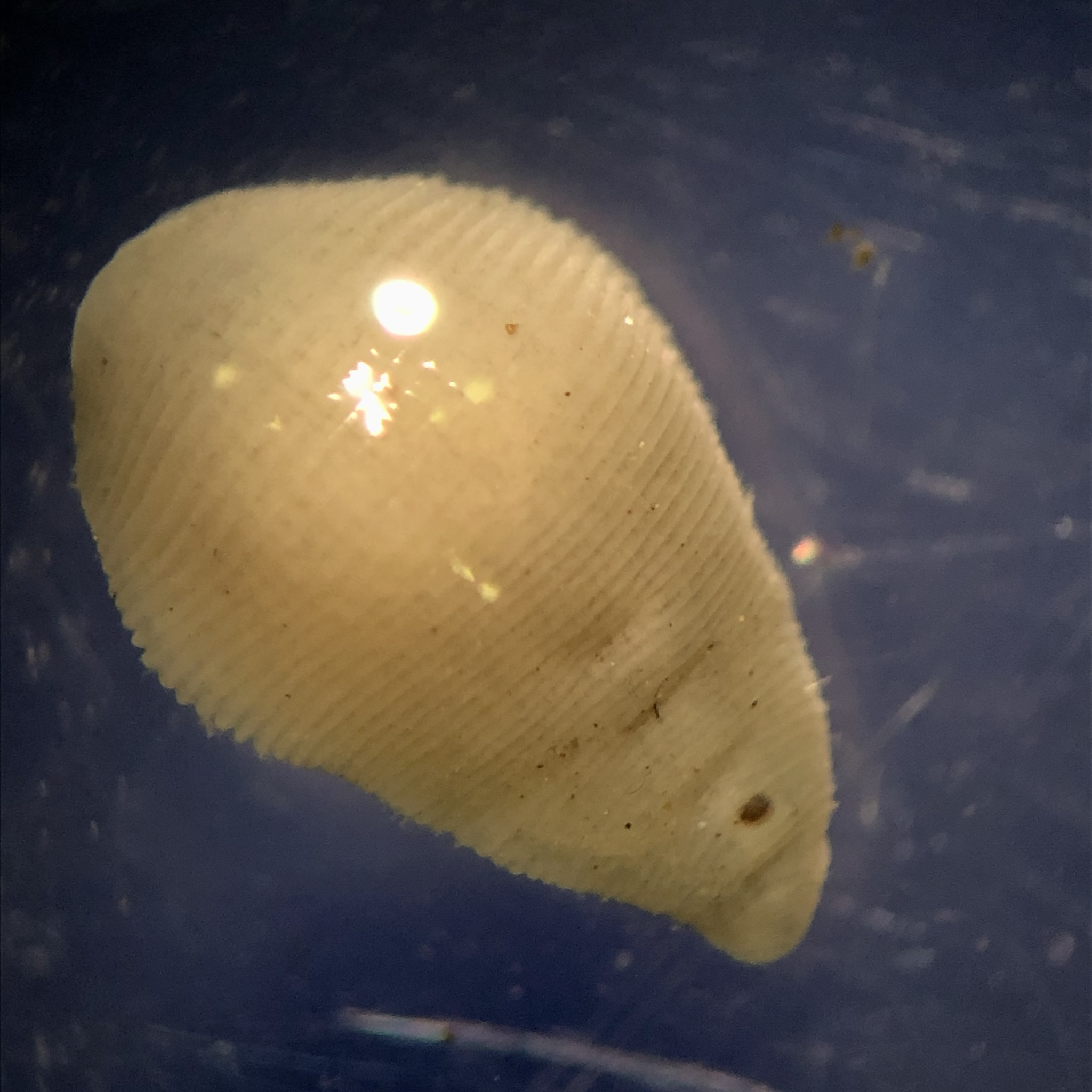 Helobdella stagnalis (Linnaeus, 1758)