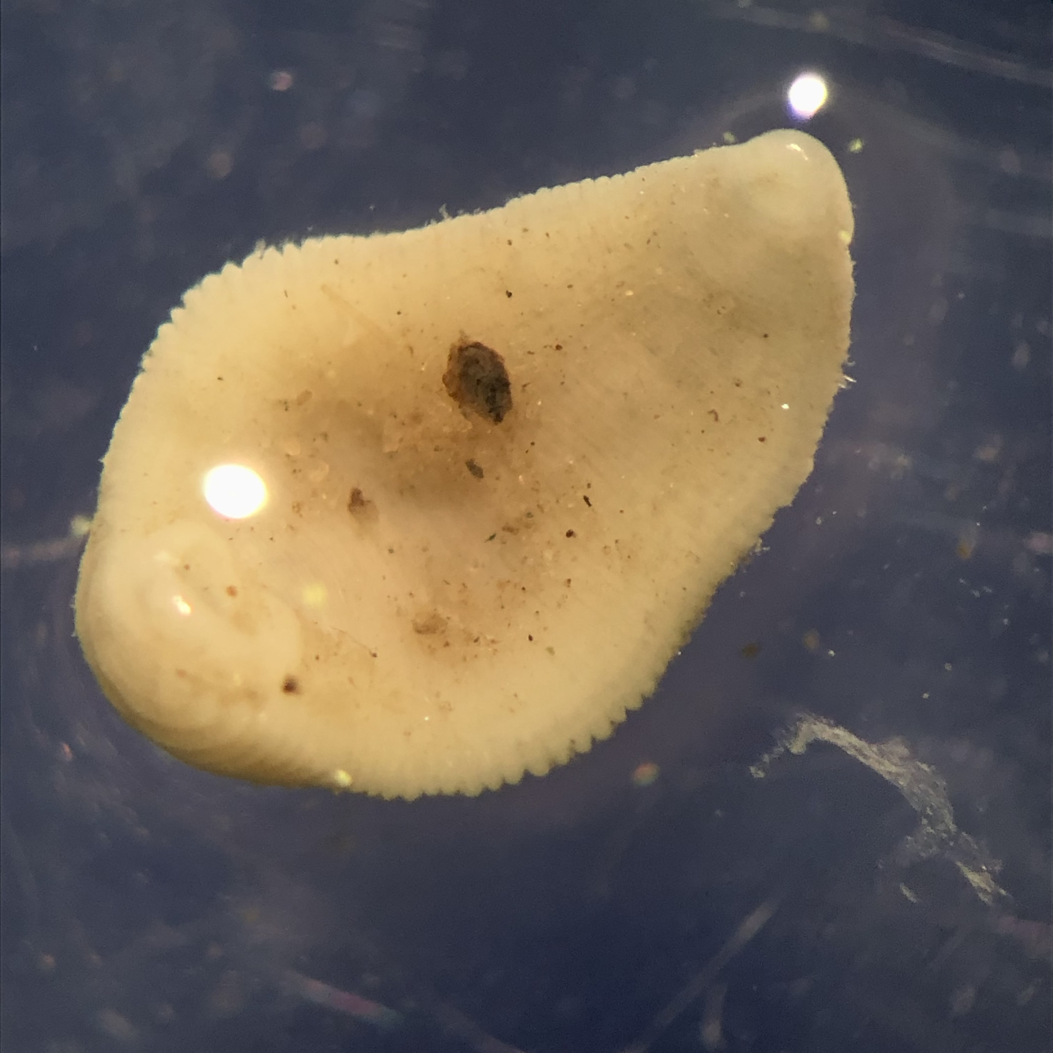 Helobdella stagnalis (Linnaeus, 1758)