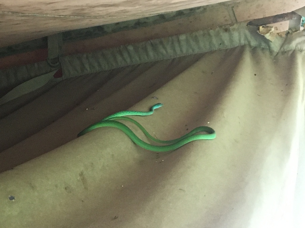 Spotted Green Snake from Kwale, Kwale, Coast, KE on June 09, 2021 at 12 ...