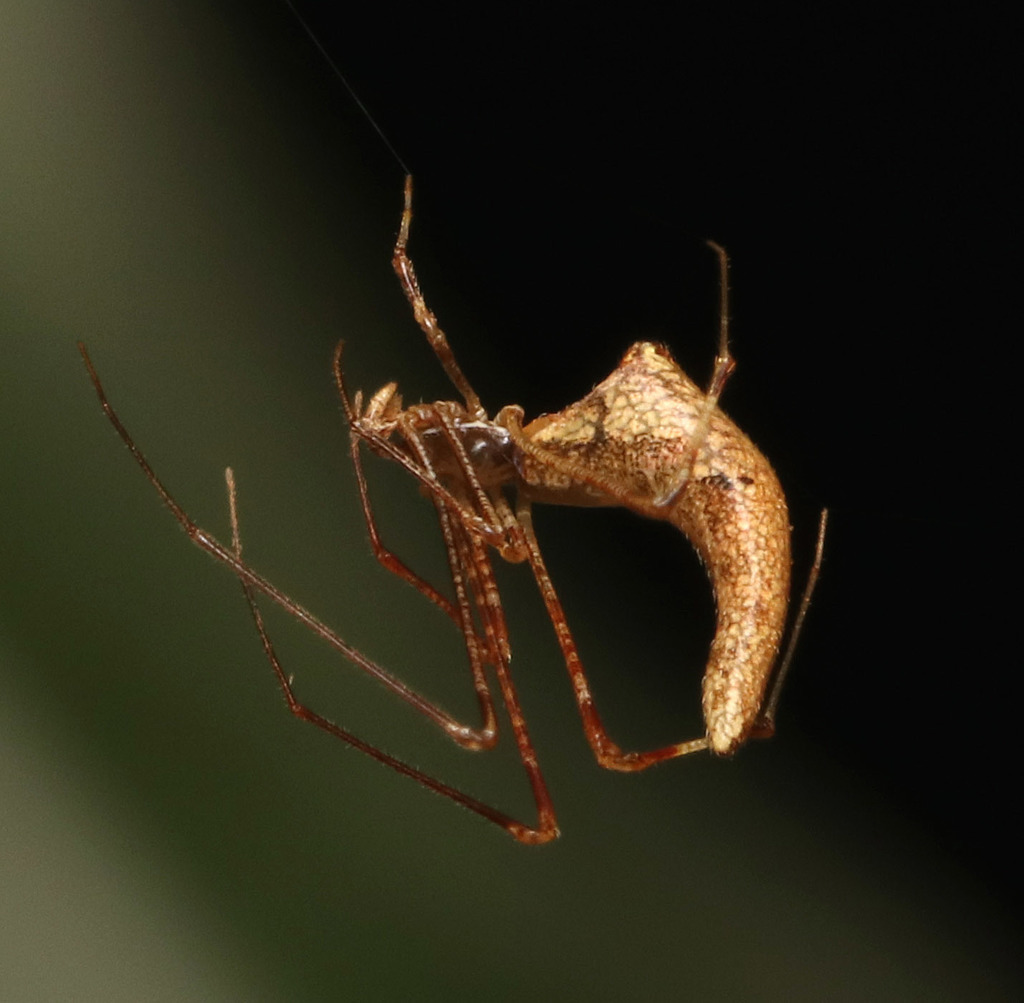Dewdrop Spiders in February 2021 by juliegraham173 · iNaturalist