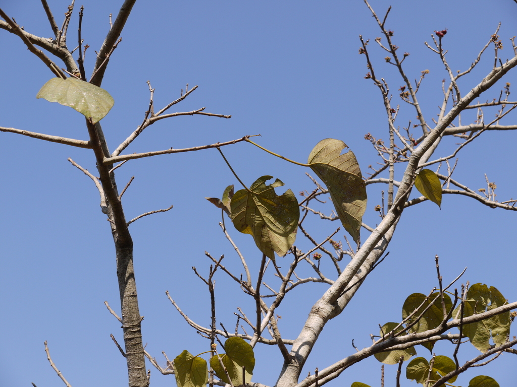 Mallotus polycarpus from Matheran, Maharashtra, India on February 19 ...