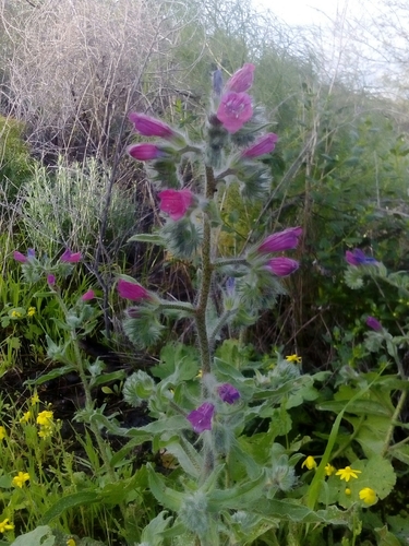 Observations by abbierose · iNaturalist