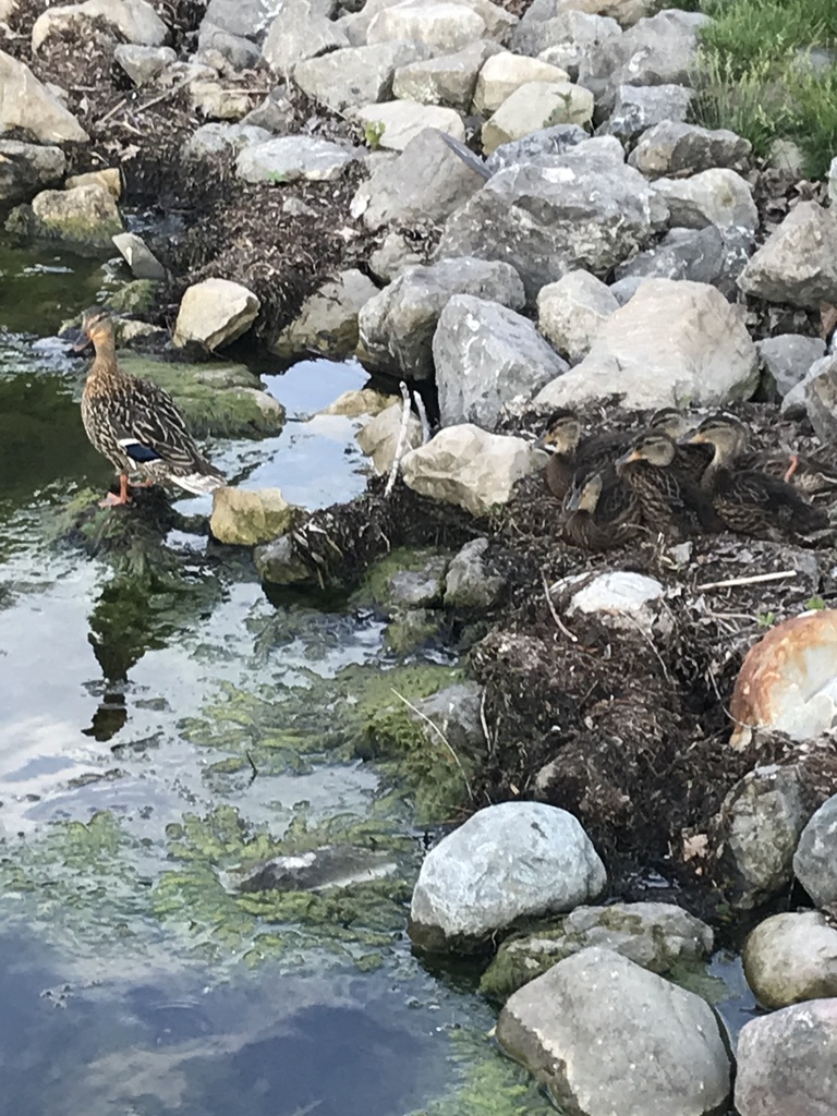 Mallard from Walled Lake, Novi, MI, US on June 8, 2021 at 08:10 PM by ...
