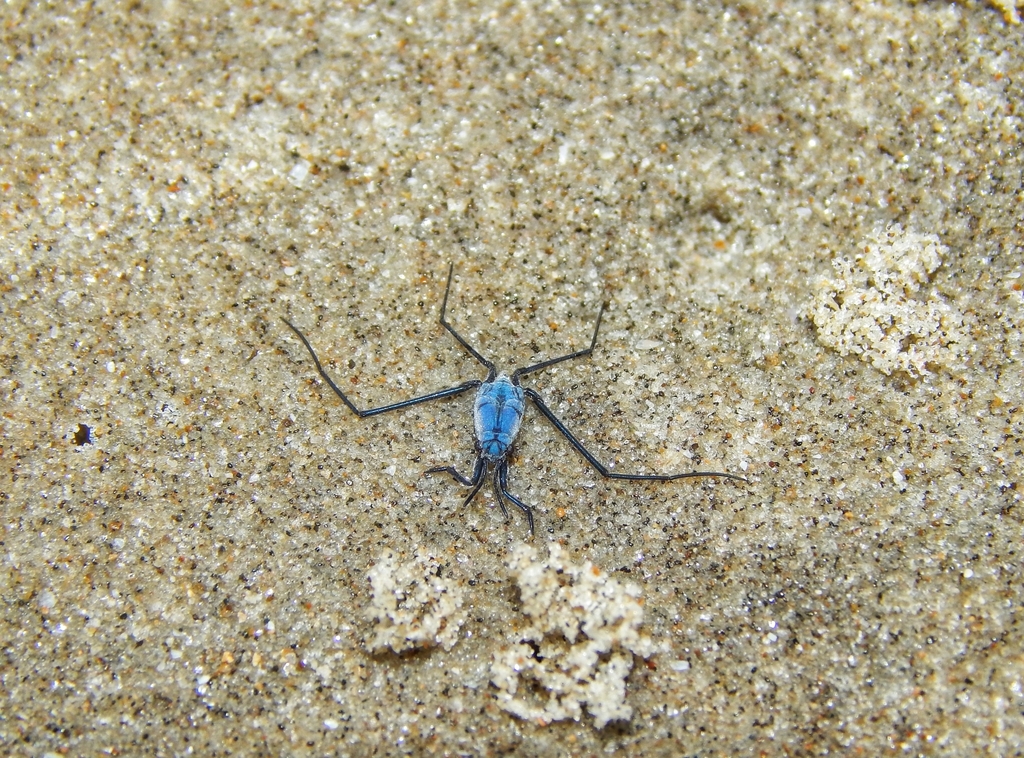 Halobates micans (Madeira True Bugs) · iNaturalist