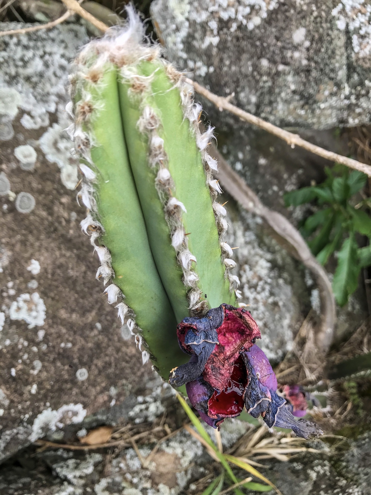 Pilosocereus brasiliensis (Britton & Rose) Backeb.