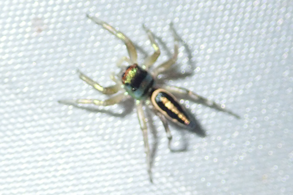 Cosmophasis ombria in June 2021 by Franz Anthony · iNaturalist