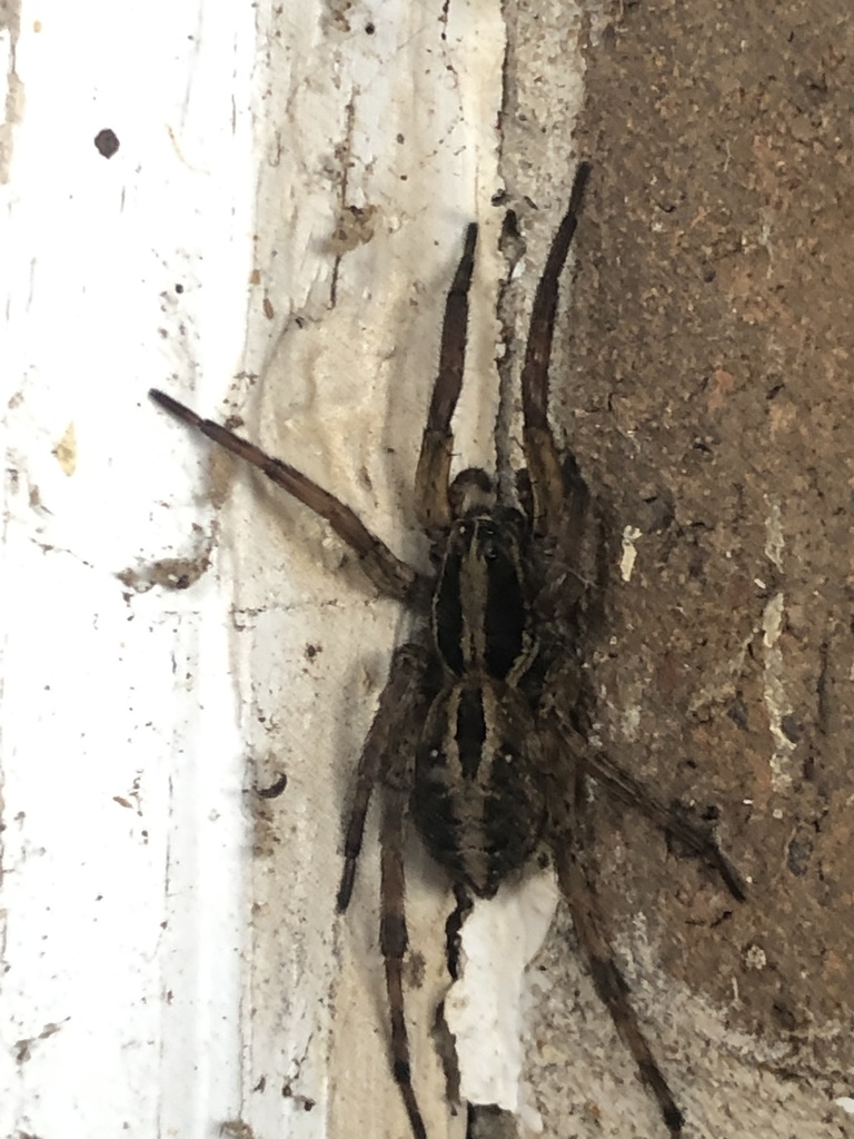 lance wolf spider from CR-139, Corning, AR, US on June 9, 2021 at 08:07 ...