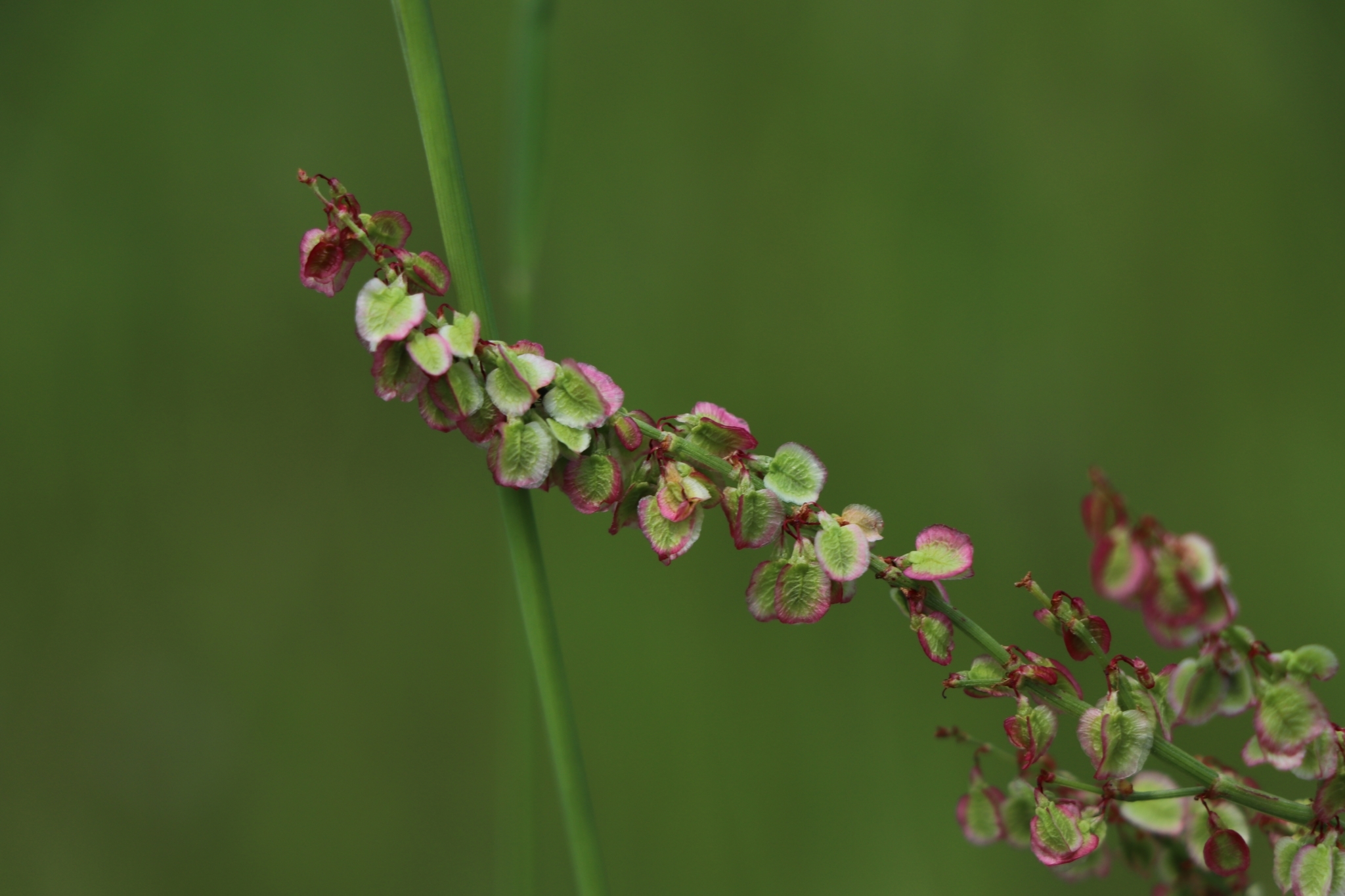 Rumex Acetosa Planta