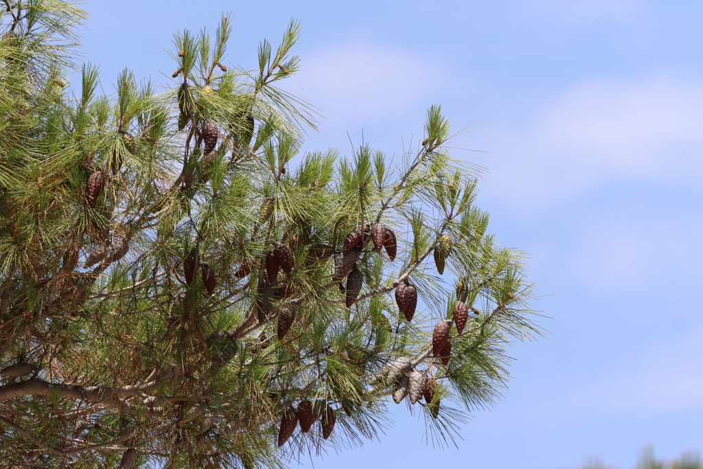 Aleppo pine (Pinus halepensis) - Botanical Realm