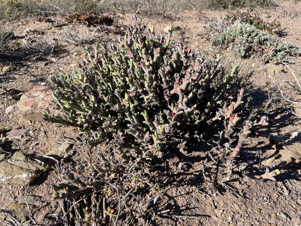 Ruschia perfoliata from Western District, South Africa on June 5, 2021 ...