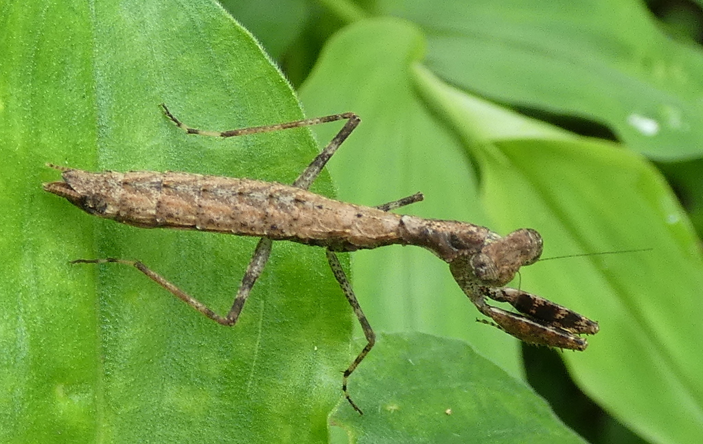 Thespid Mantises from Zona rural de Paudalho - Pernambuco on June 6 ...