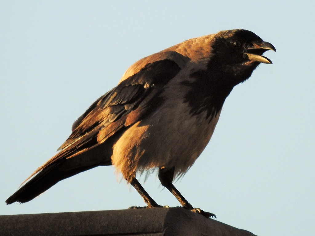 Hooded Crow from Berliner Innenstadt, Berlin, Germany on July 2, 2017 ...