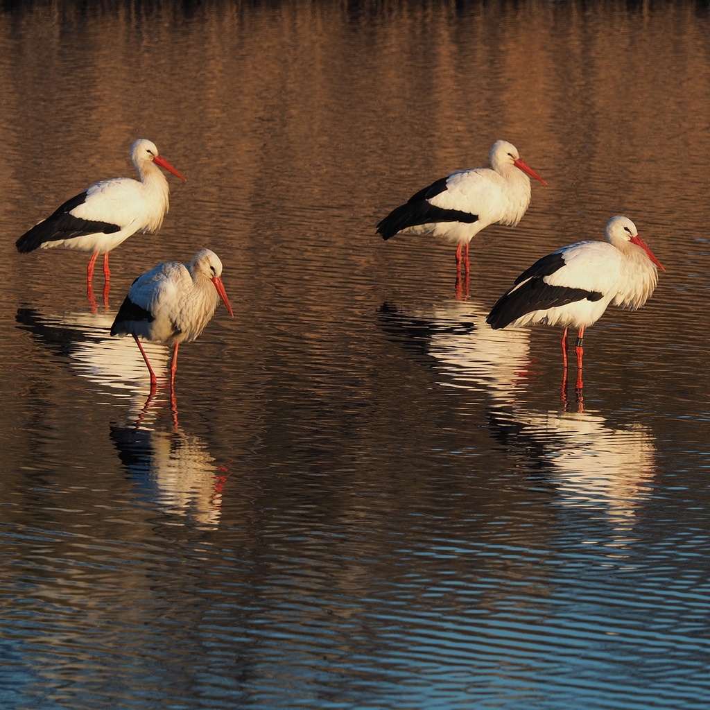 White Stork from Lehndorf-Watenbüttel, Braunschweig, Germany on ...