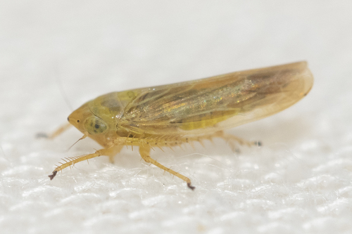 Genus Paluda · iNaturalist