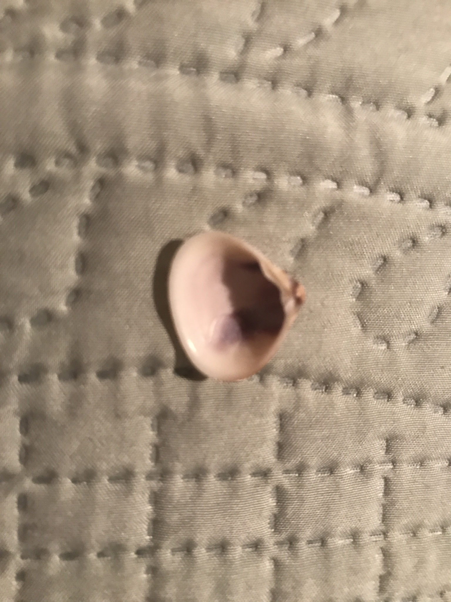 Tivela byronensis (Gray, 1838)