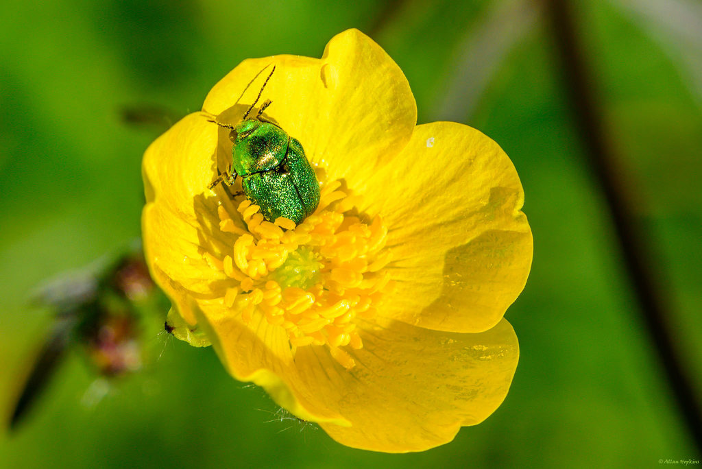 small green pot beetle from Caerwent, Wales, UK on 19 May, 2021 at 02: ...