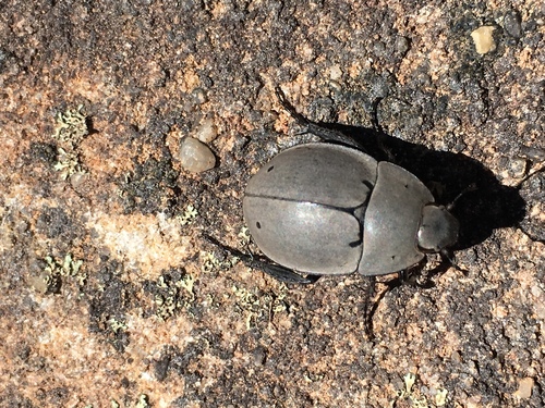 Hexodon kochi · iNaturalist