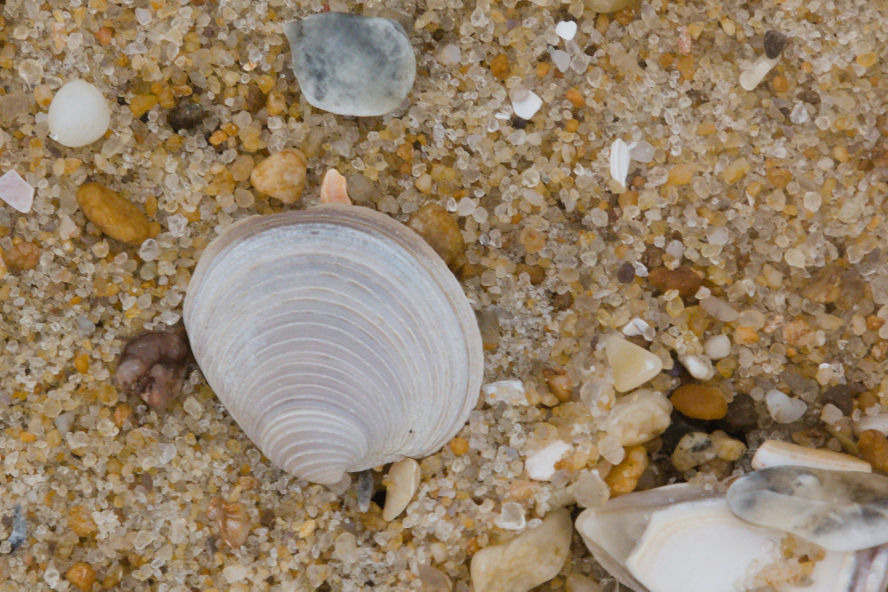 Quahogs from Cape Hatteras National Seashore, Dare County, NC, USA on ...