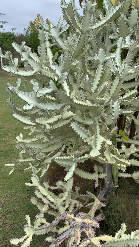 Mottled Spurge (Plants of Anguilla) · iNaturalist