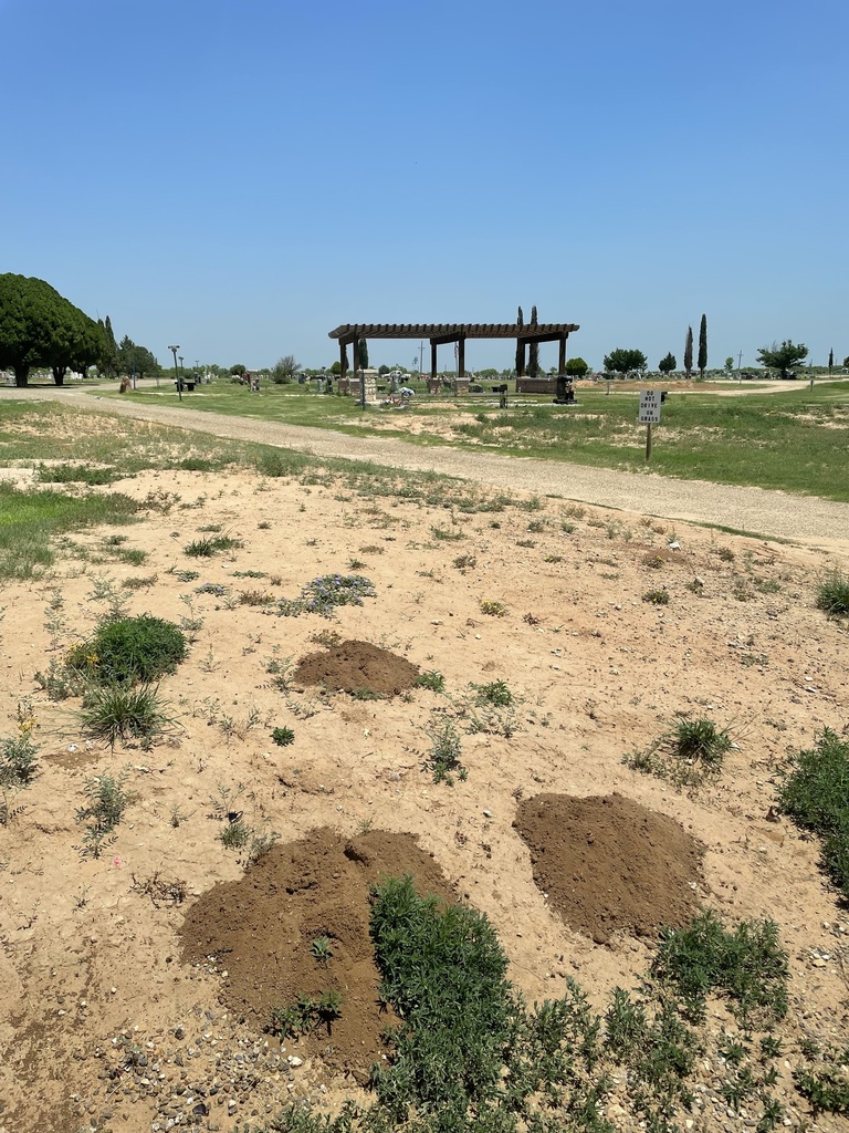 Plains Pocket Gopher from Post, TX, US on June 9, 2021 at 12:51 PM by ...