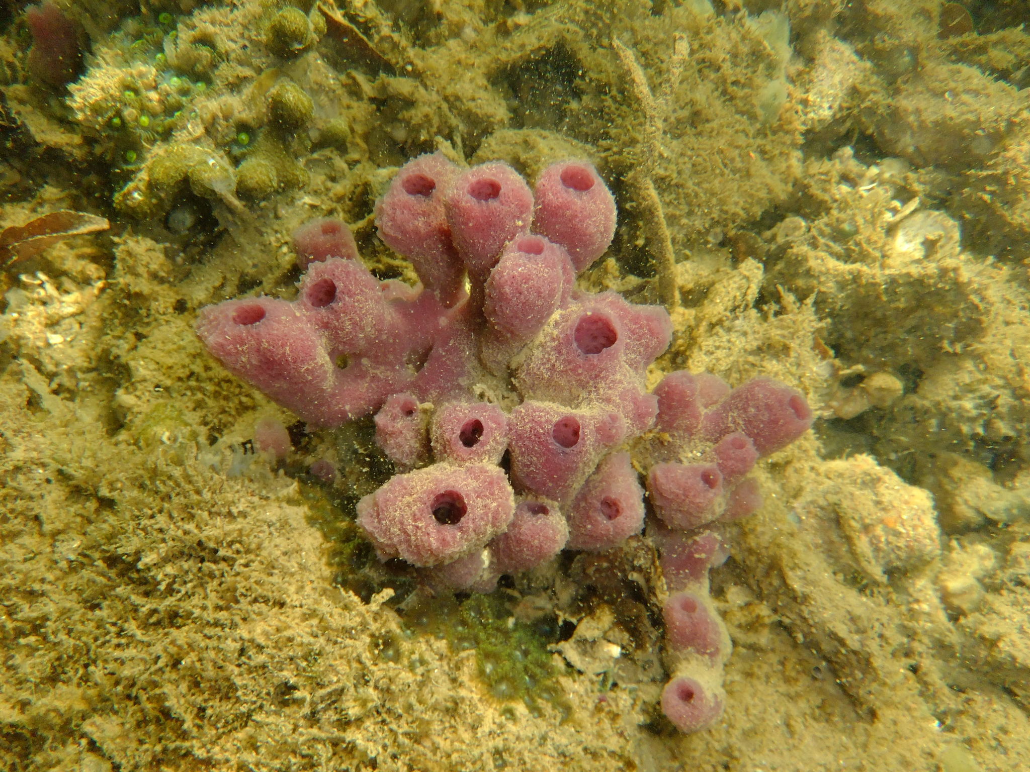 Chalinula molitba (de Laubenfels, 1949)