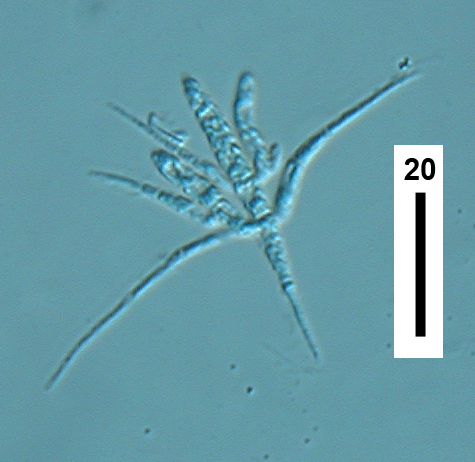 Genus Tetracladium · iNaturalist