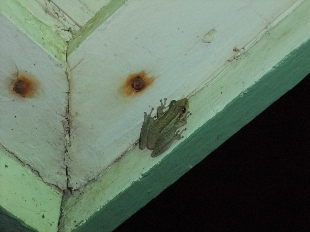 Red Snouted Tree Frog from Rio Claro-Mayaro, Trinidad and Tobago on ...