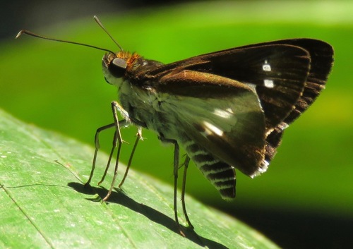 Vettius lafrenaye · iNaturalist United Kingdom