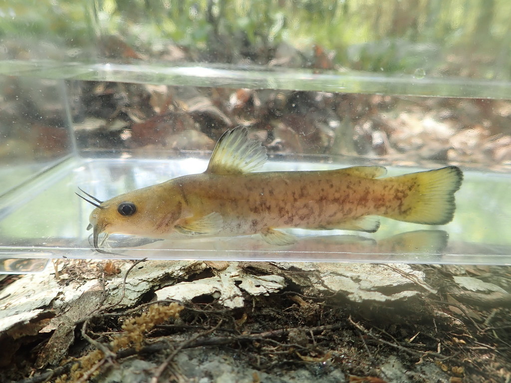 Snail Bullhead in April 2021 by Daniel Folds · iNaturalist