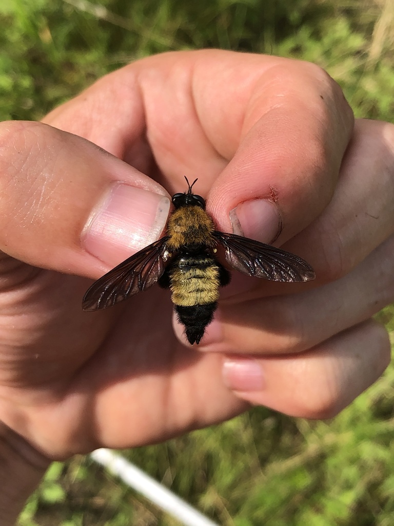 Bee-mimic Robber Flies from Oriens Park, Austin, TX, US on June 08 ...
