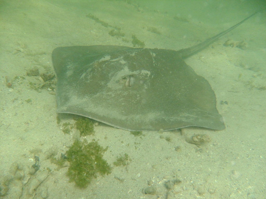 Longnose Stingray (Batoids of the World) · iNaturalist