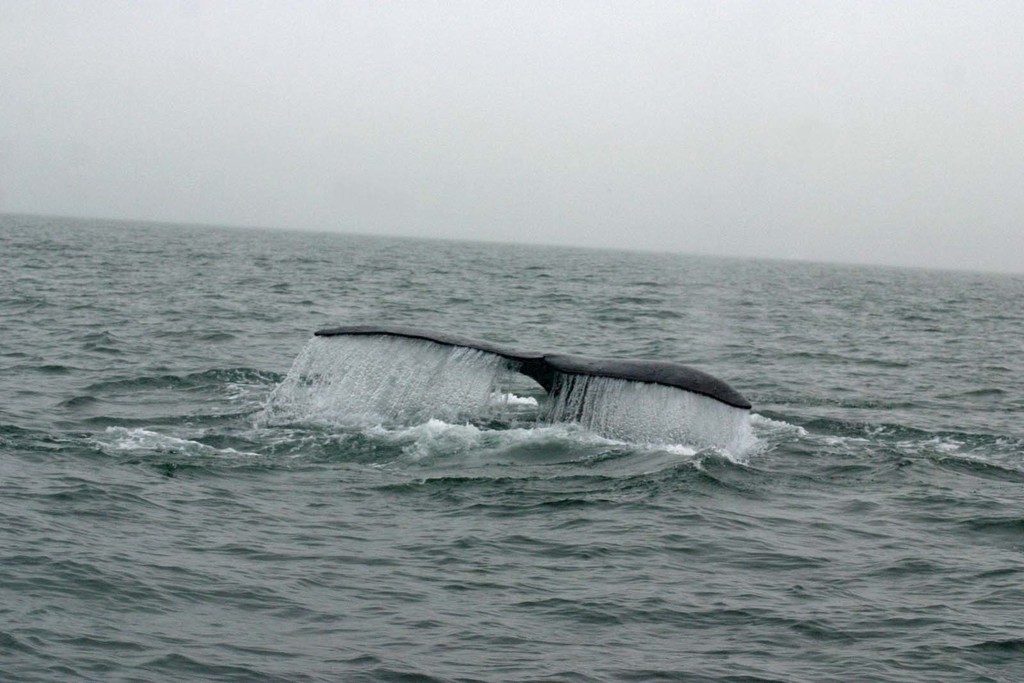 Bowhead Whale (Balaena mysticetus) - Marine Life Identification