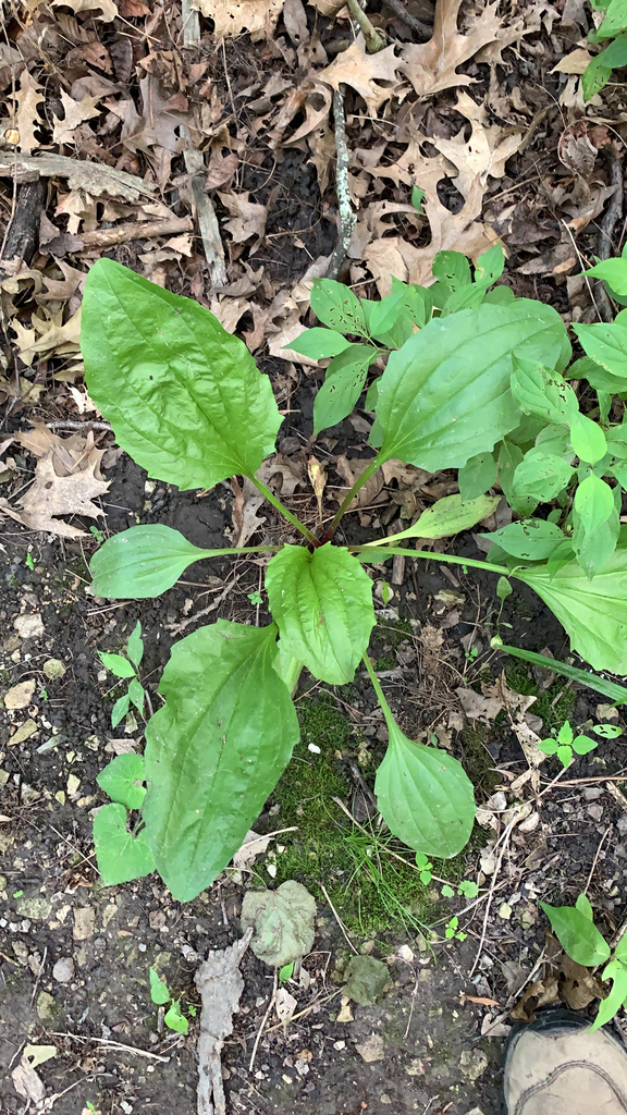 American plantain from Essex on June 09, 2021 at 02:53 PM by worldpeace ...