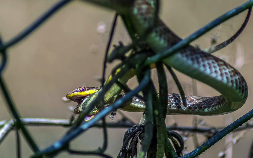 Puerto Rican Racer (Borikenophis portoricensis) - Snakes and Lizards