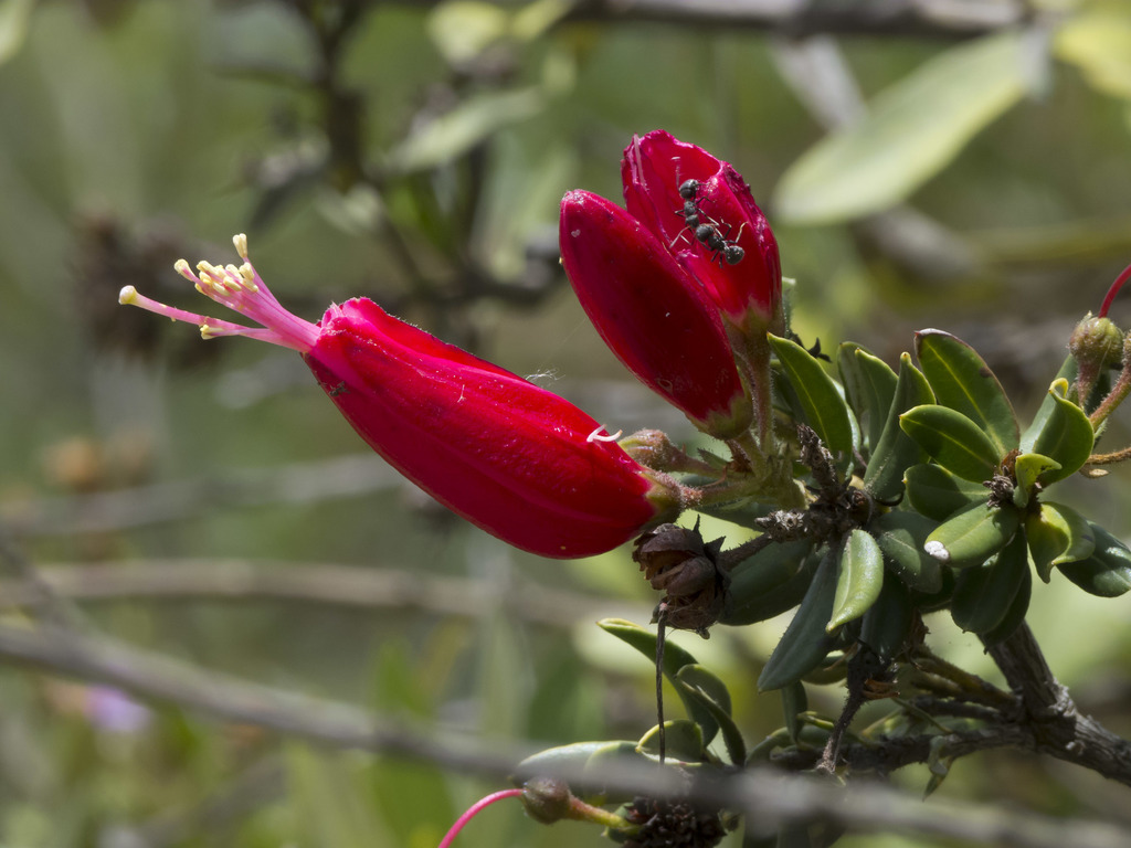 Bejaria resinosa from Villa de Leyva, Boyacá, Colombia on June 07, 2021 ...